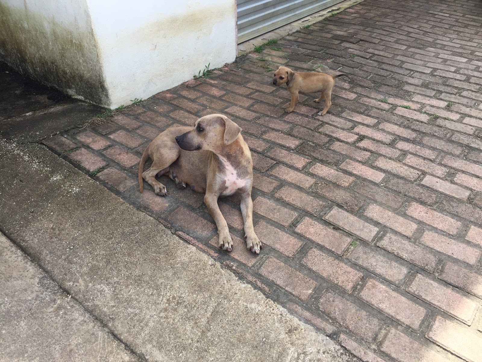 Kenny & Becky Kapp: Sunrise Over Tonga