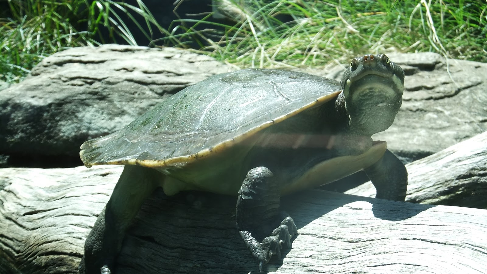 Justina-Overseas: Taronga Zoologijos Sodas Sidnėjus