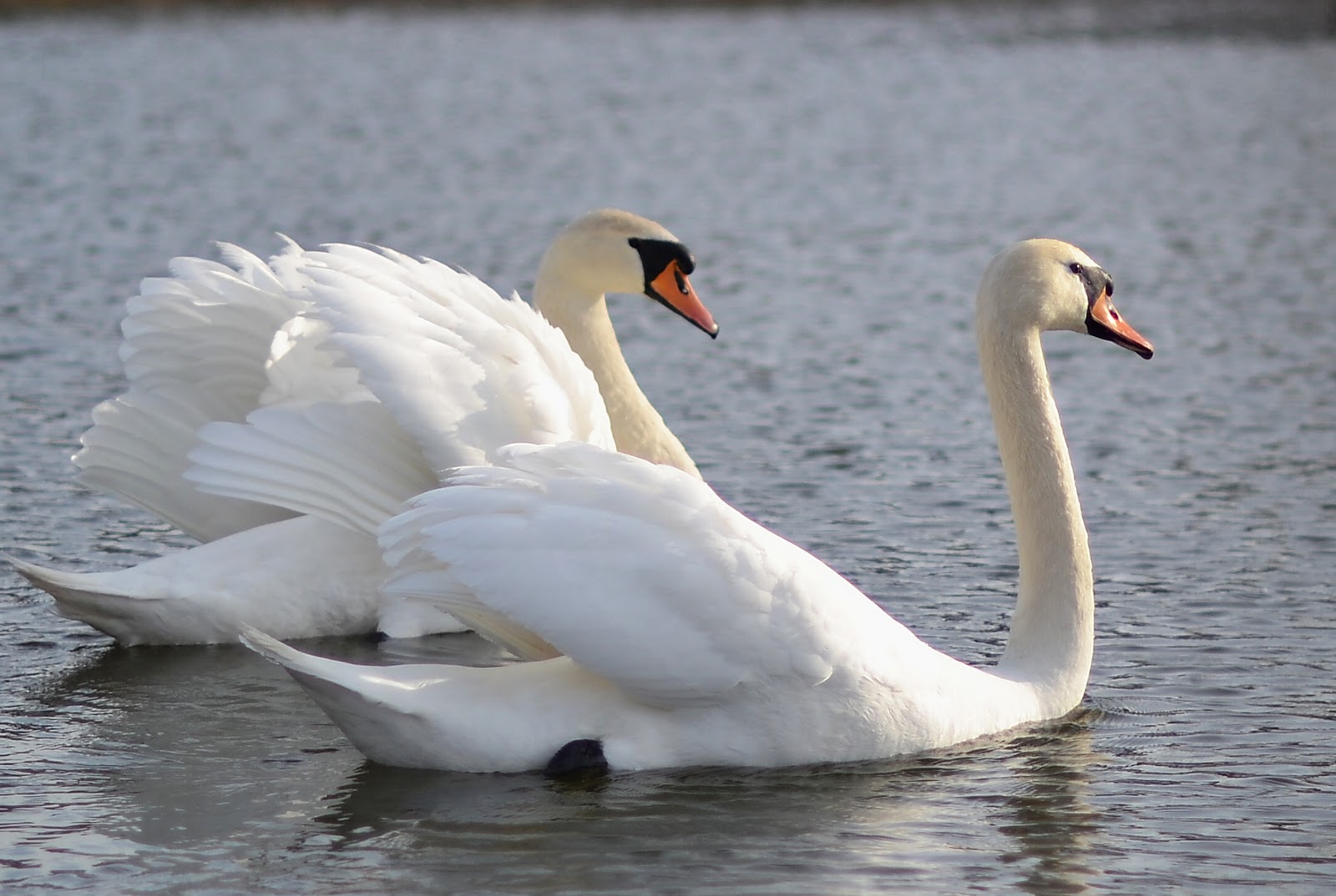 Lentil photografy: Labutě