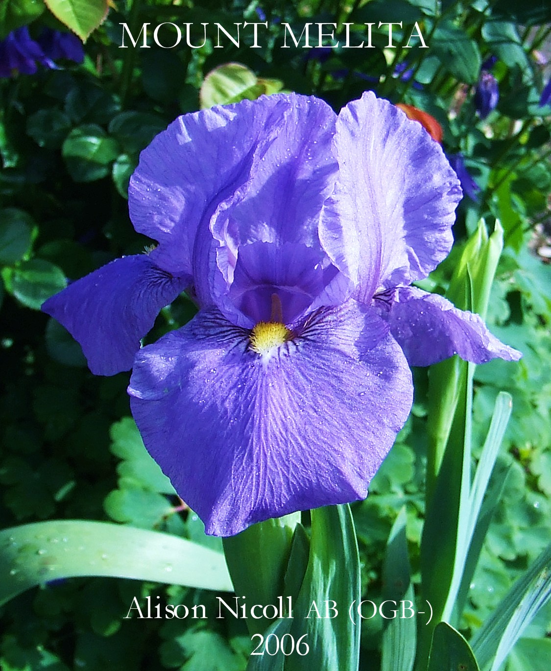 New Zealand Aril Bred iris MOUNT MELITA ~ HERITAGE IRISES