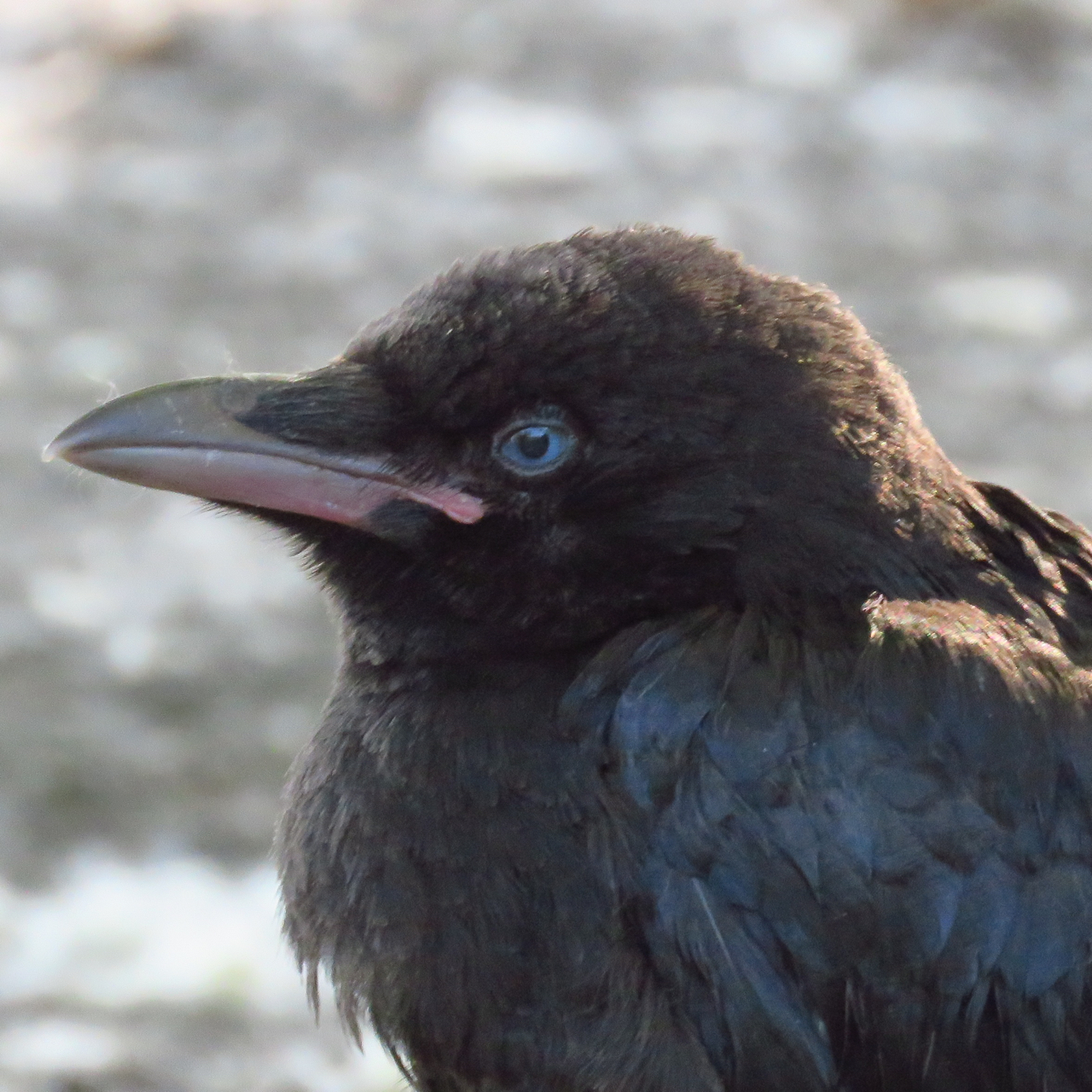 The Rattling Crow: Carrion crow fledgling