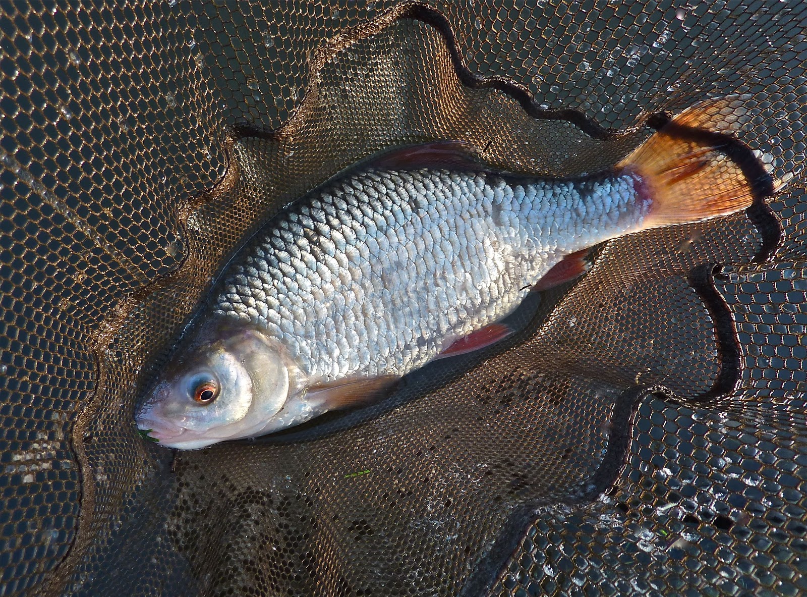 HUGH MILES - WILDLIFE ADVENTURES: March 2013