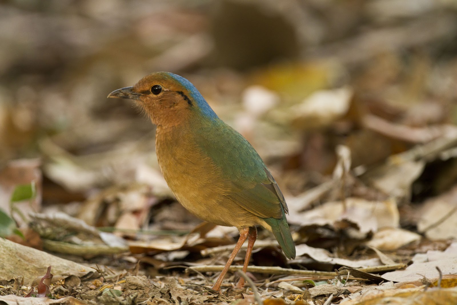 Blue naped pitta - Alchetron, The Free Social Encyclopedia