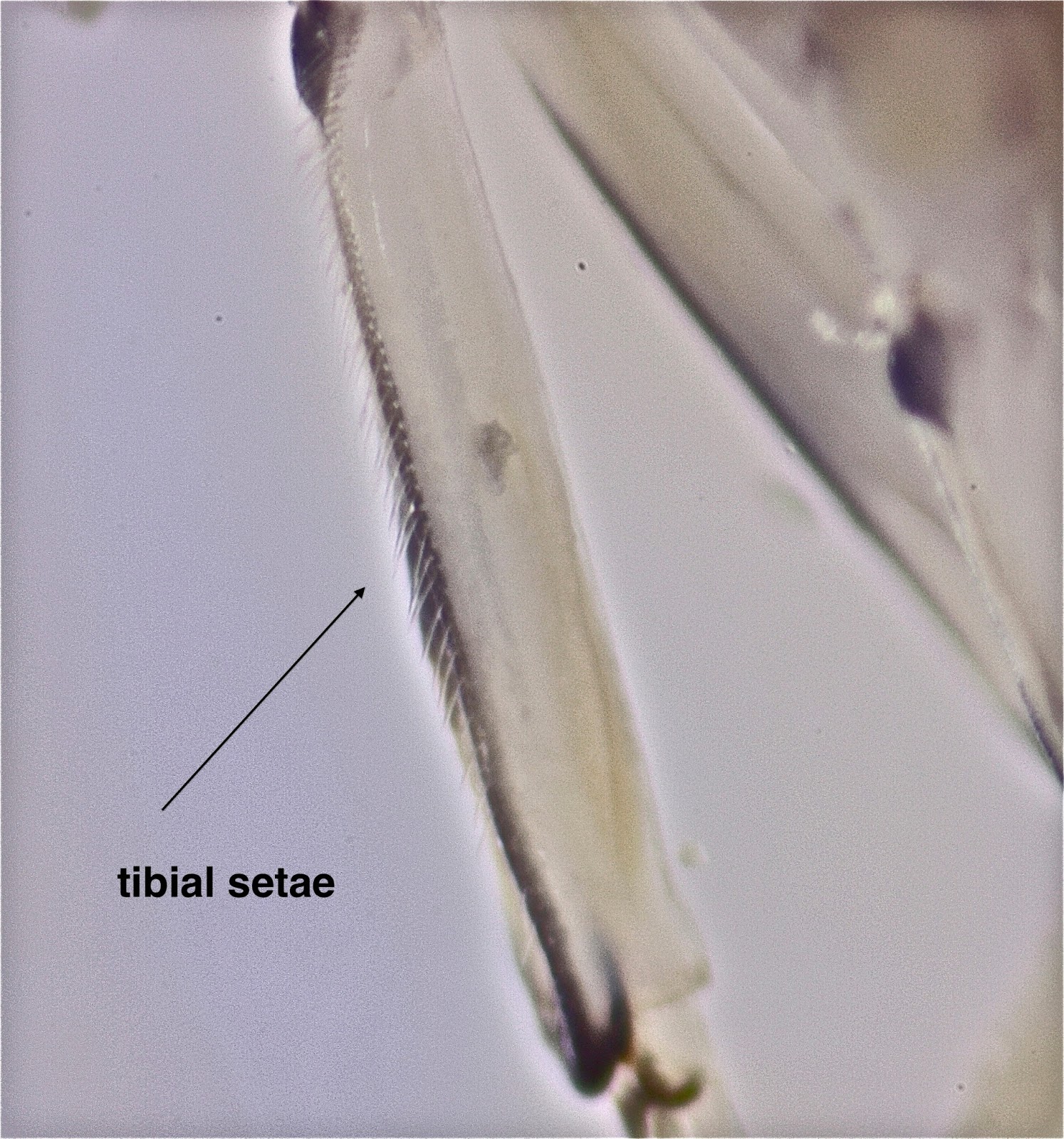 Aquatic Insects of Central Virginia: The small minnow mayfly ...