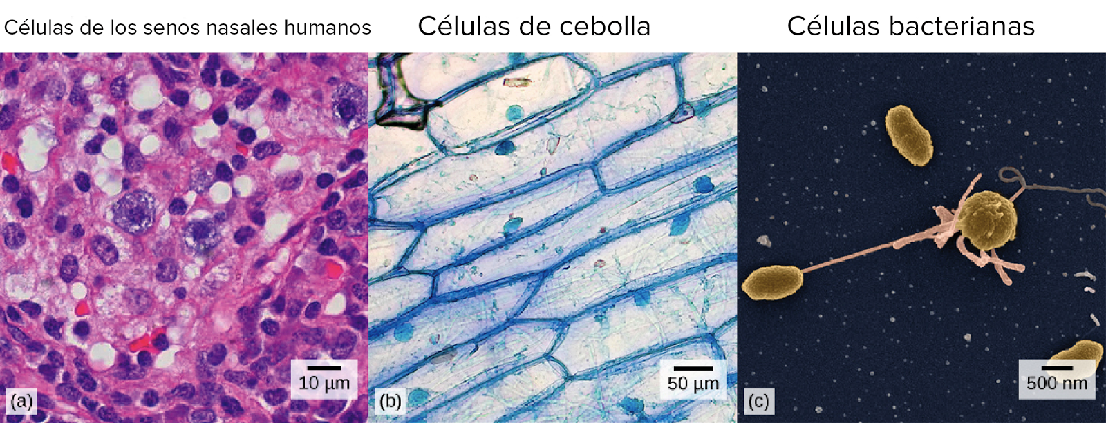 La Célula: Introducción a las células