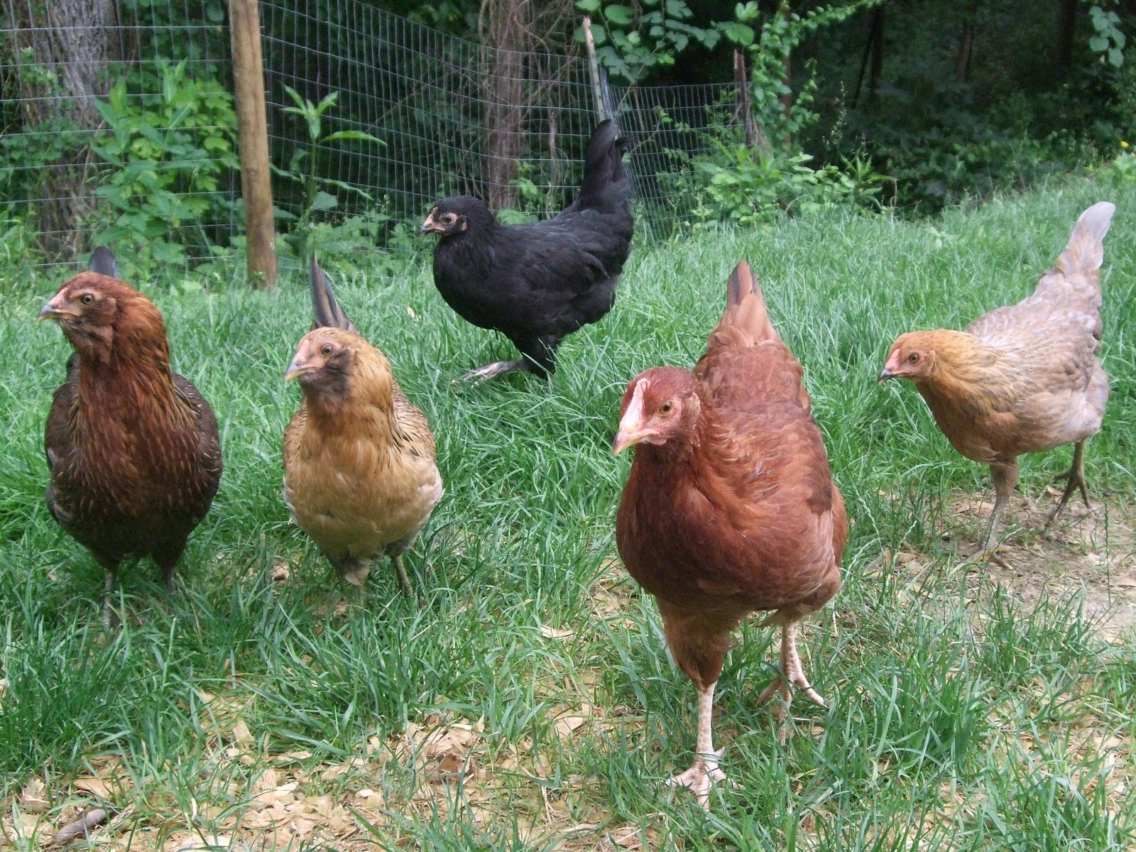 Pam's Backyard Chickens: Meet the New Flock