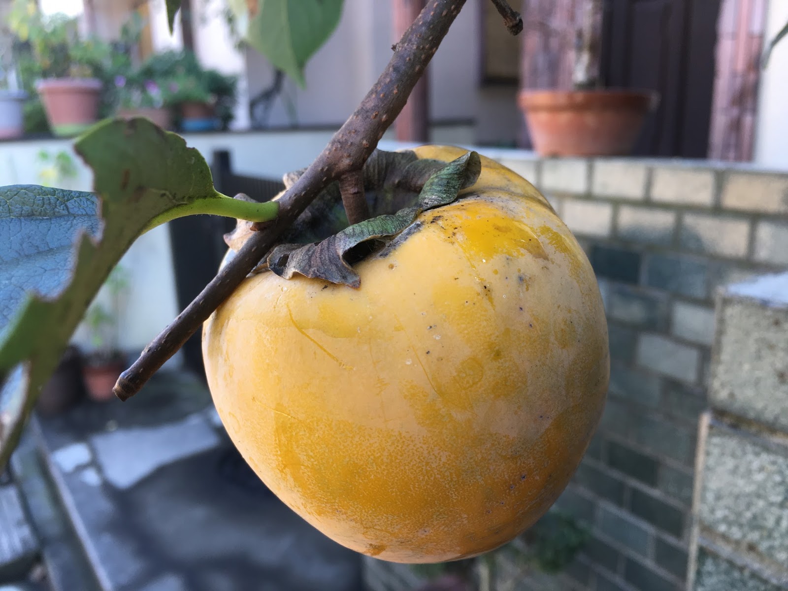 The Divine Fruit of Autumn - Kaki (Persimmon)