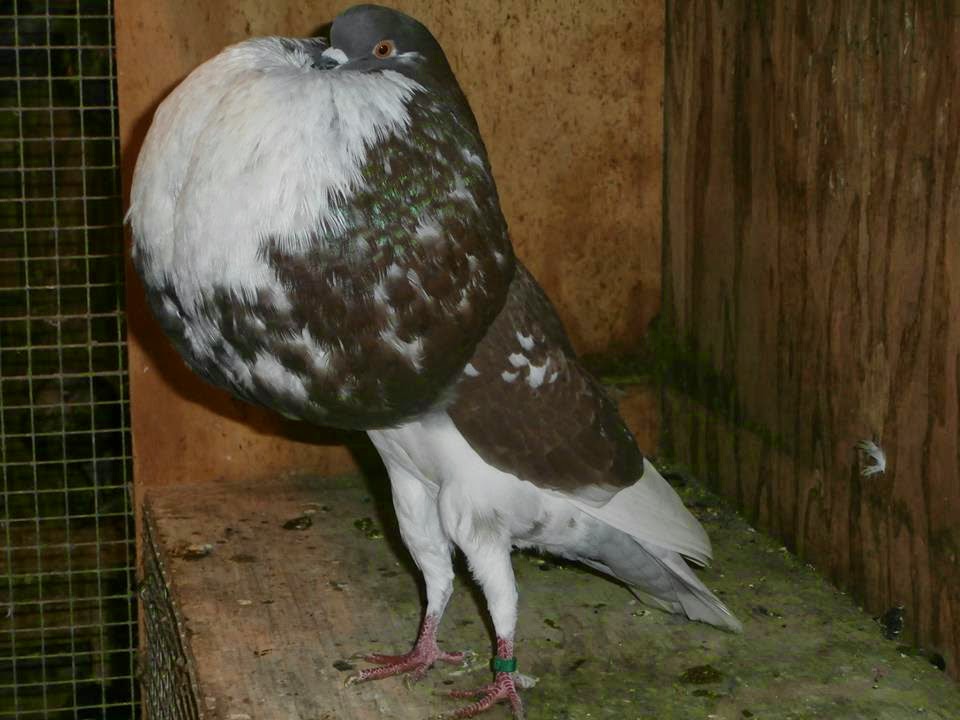 Fancy Pigeon Breeds: May 2014