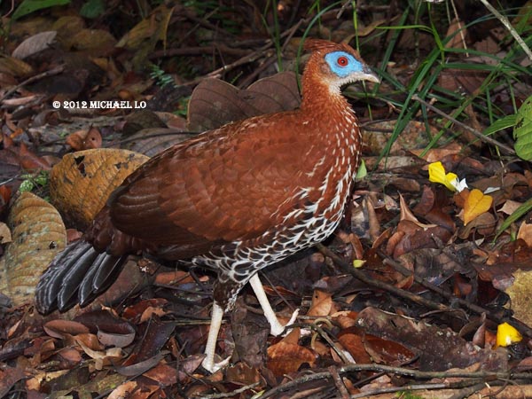 The rainforests of Borneo & Southeast Asia: The female Bornean Crested ...