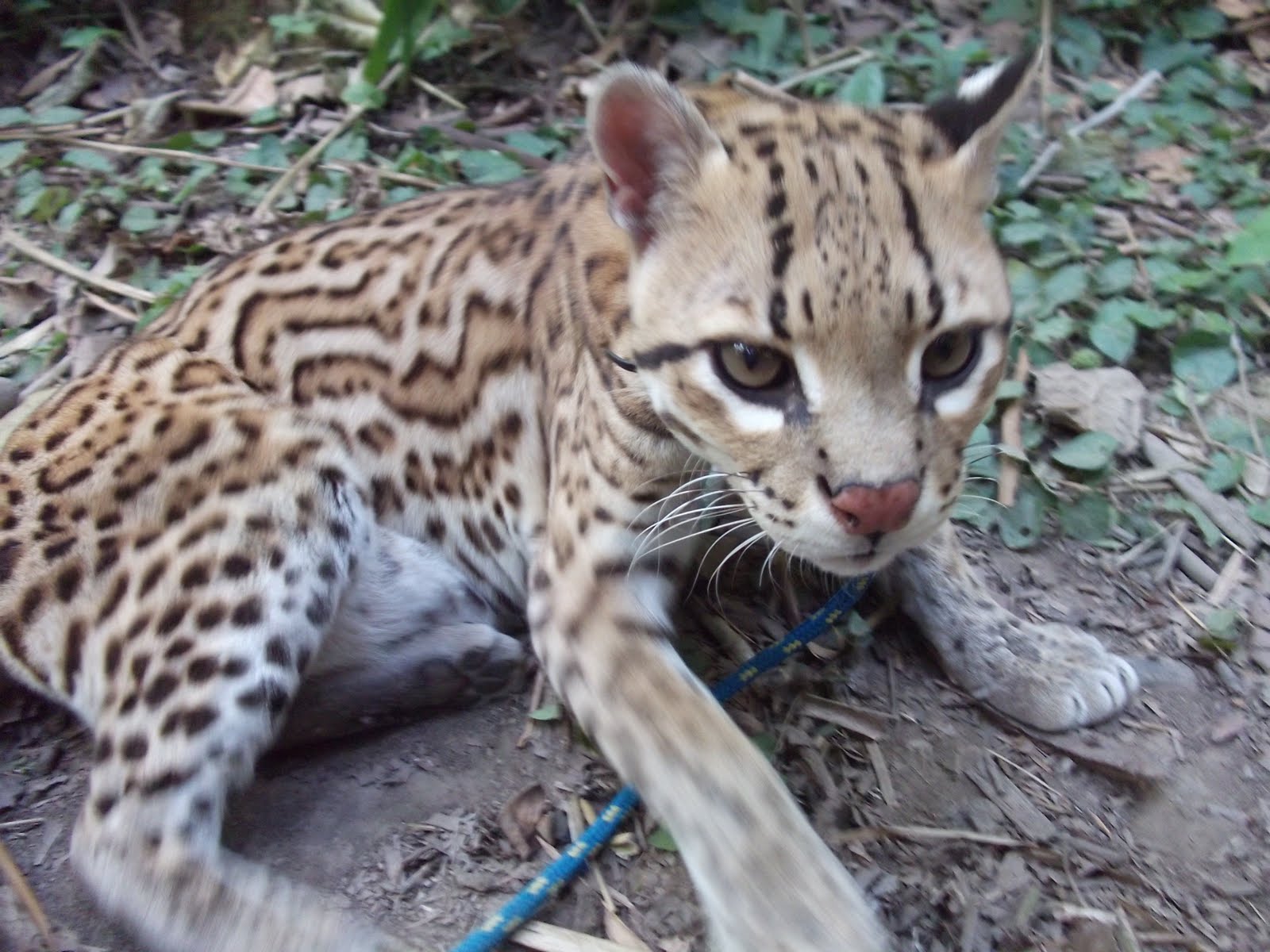 Bolivia Adventures: Ambue Ari Animals - Part One