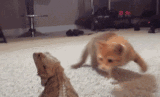 Visual Consumer: Cat gif carpet bomb