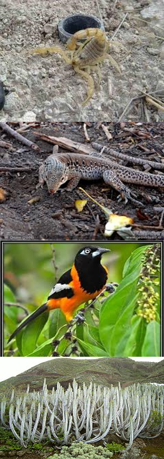 BIOMAS DE LA TIERRA : Biomas de Venezuela