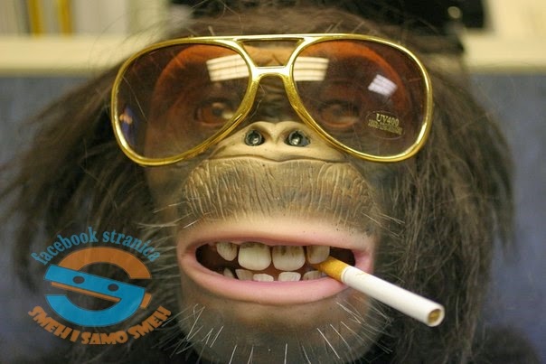 MAJMUN SA CIGAROM | SMEH I SAMO SMEH