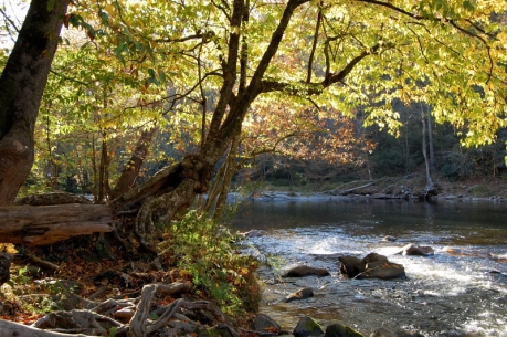 A tree planted by the water |Abarim Publications' Blog