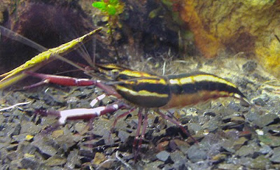 PITU (Macrobrachium carcinus)