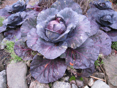 Christina's Garden: winter time cabbage