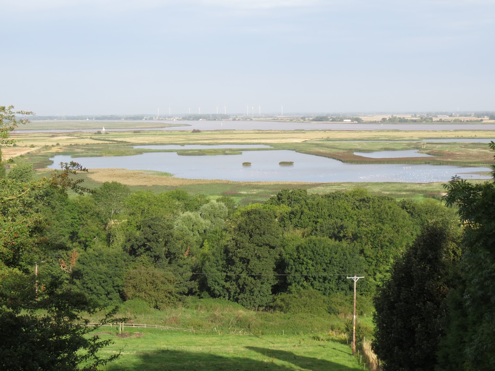 Purple Swamphen - Alkborough Flats
