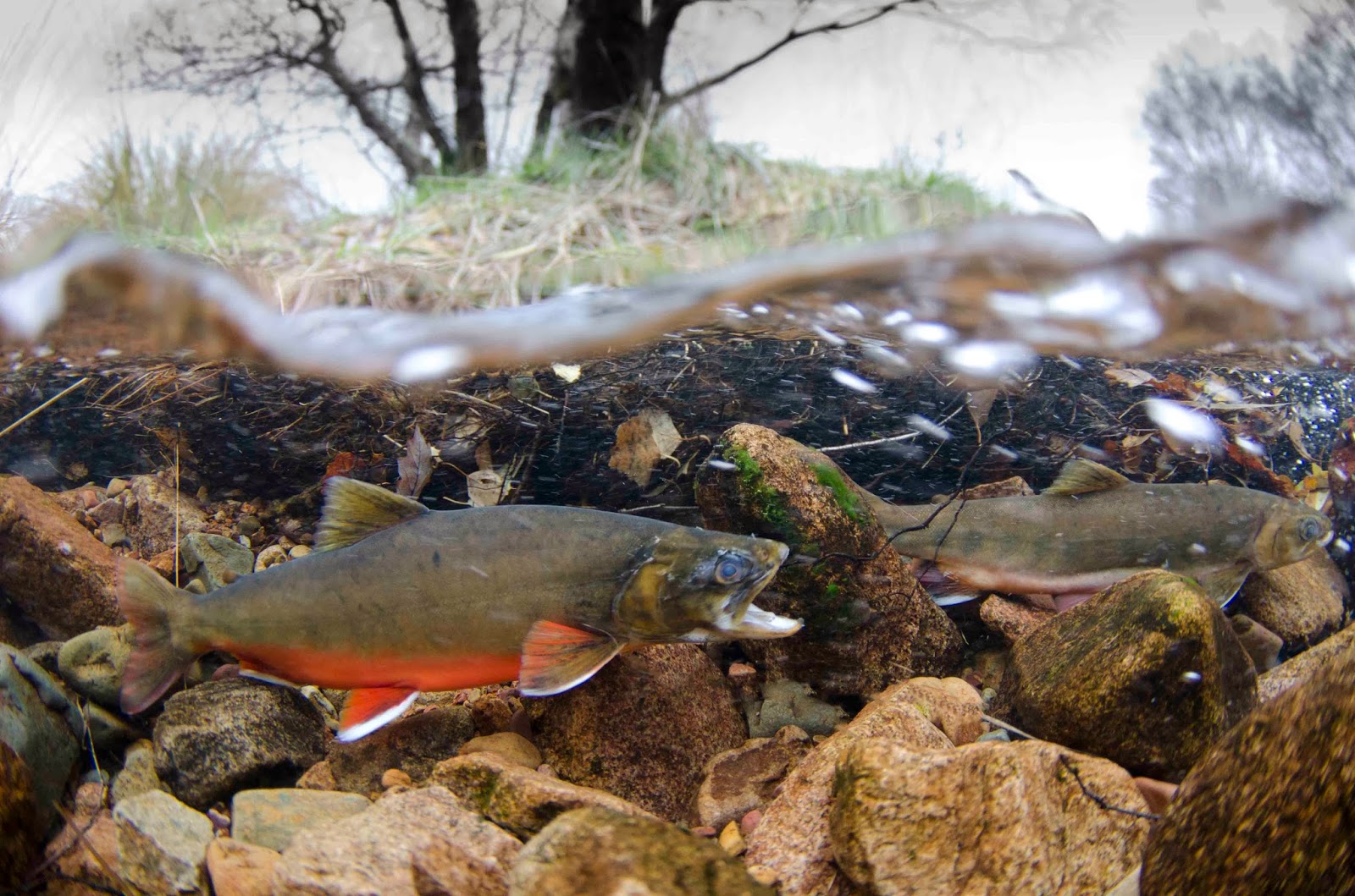 Jack Perks Photography: Arctic Charr of Cumbria (underwater images & film)