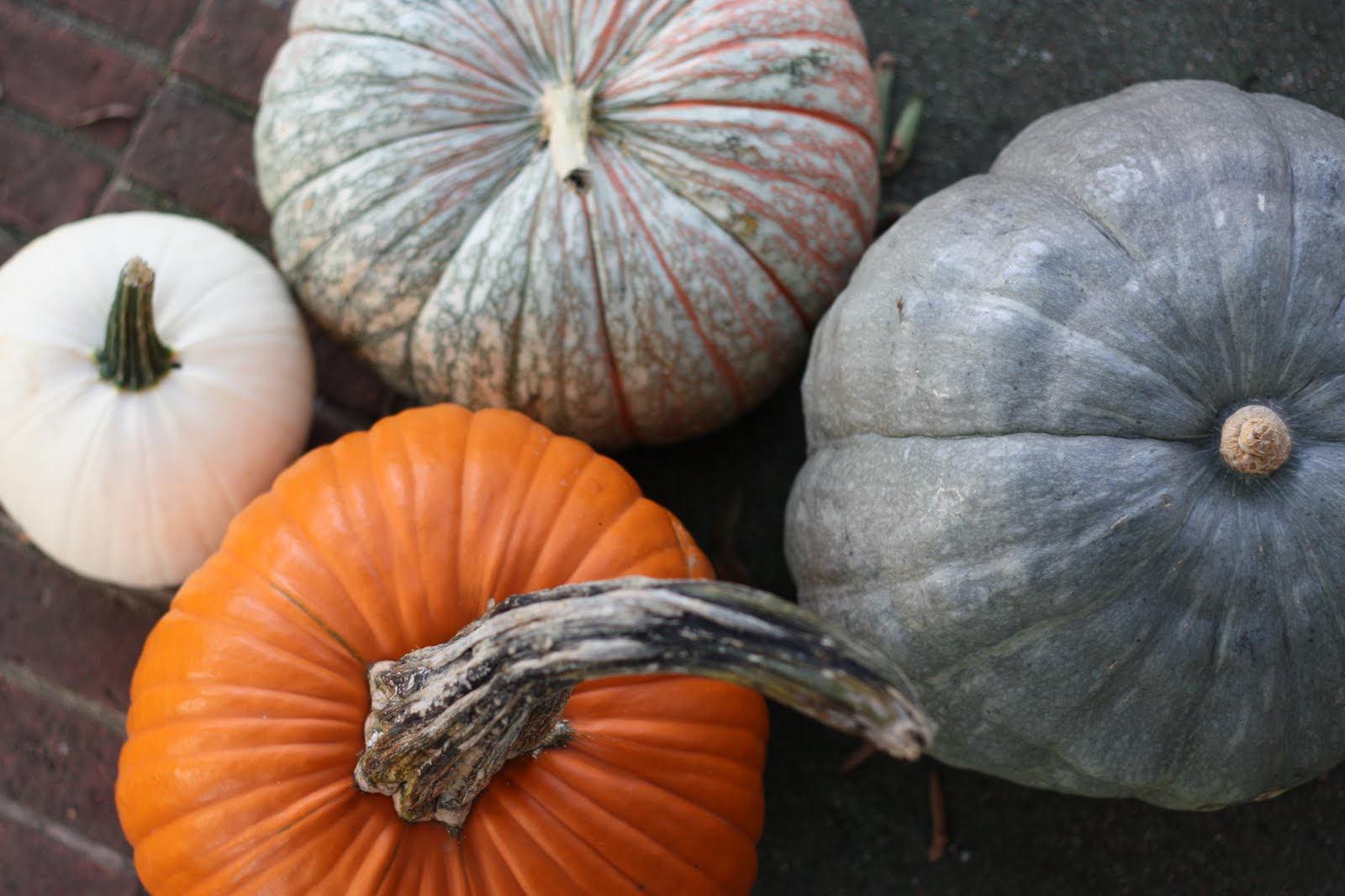 We've Got Pumpkins and a Snake Gourd | 17 Apart