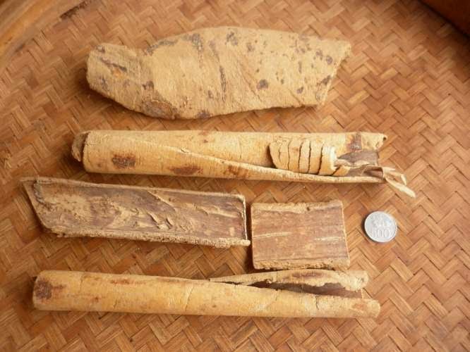 simplisia cortex ~ Ega Ayu Prastika