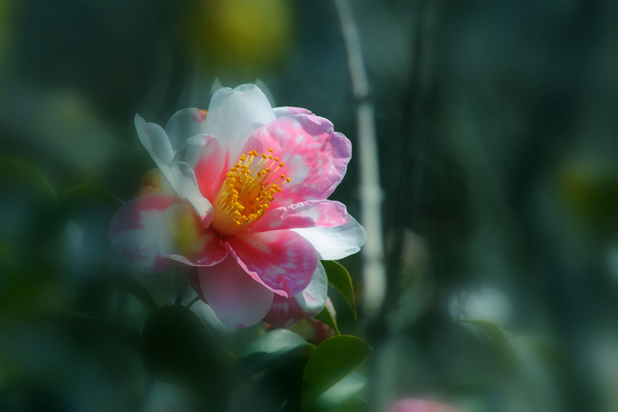 Hermosa flor de colores en el campo | wallpaper hd