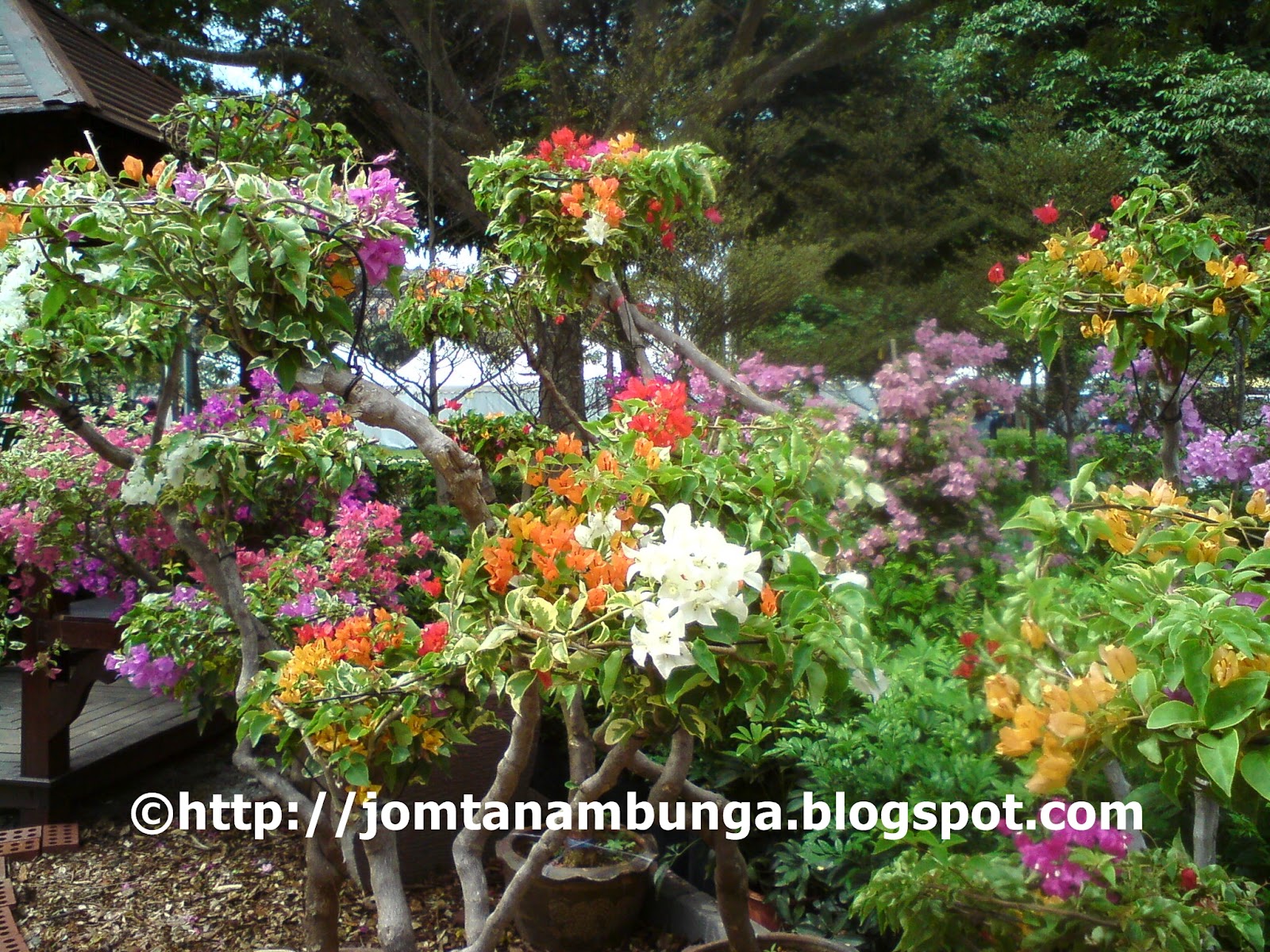 JENIS-JENIS BUNGA: Juli 2012