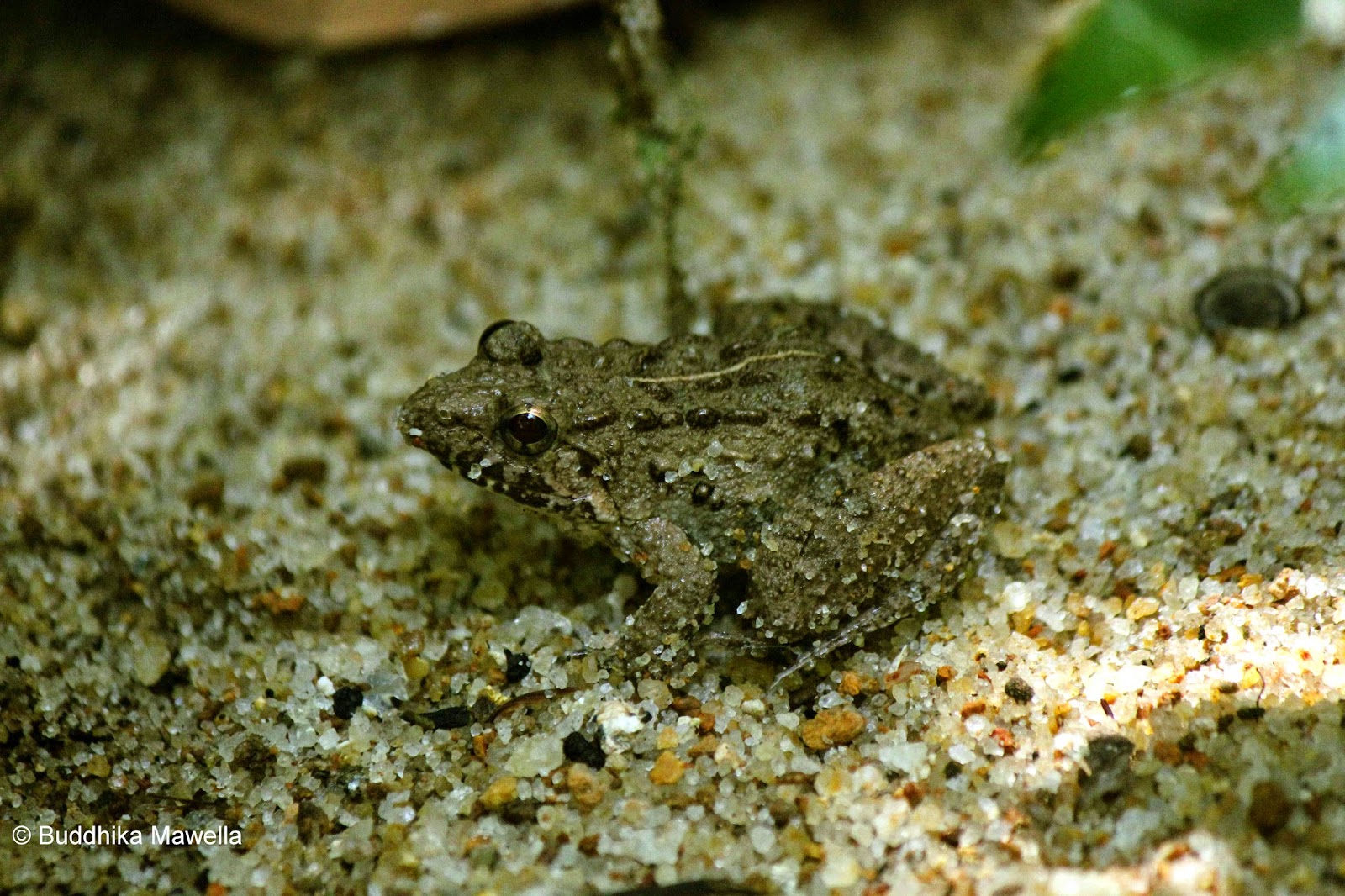 Lanka Nature Summary: Common paddy field frog (Fejervarya limnocharis)