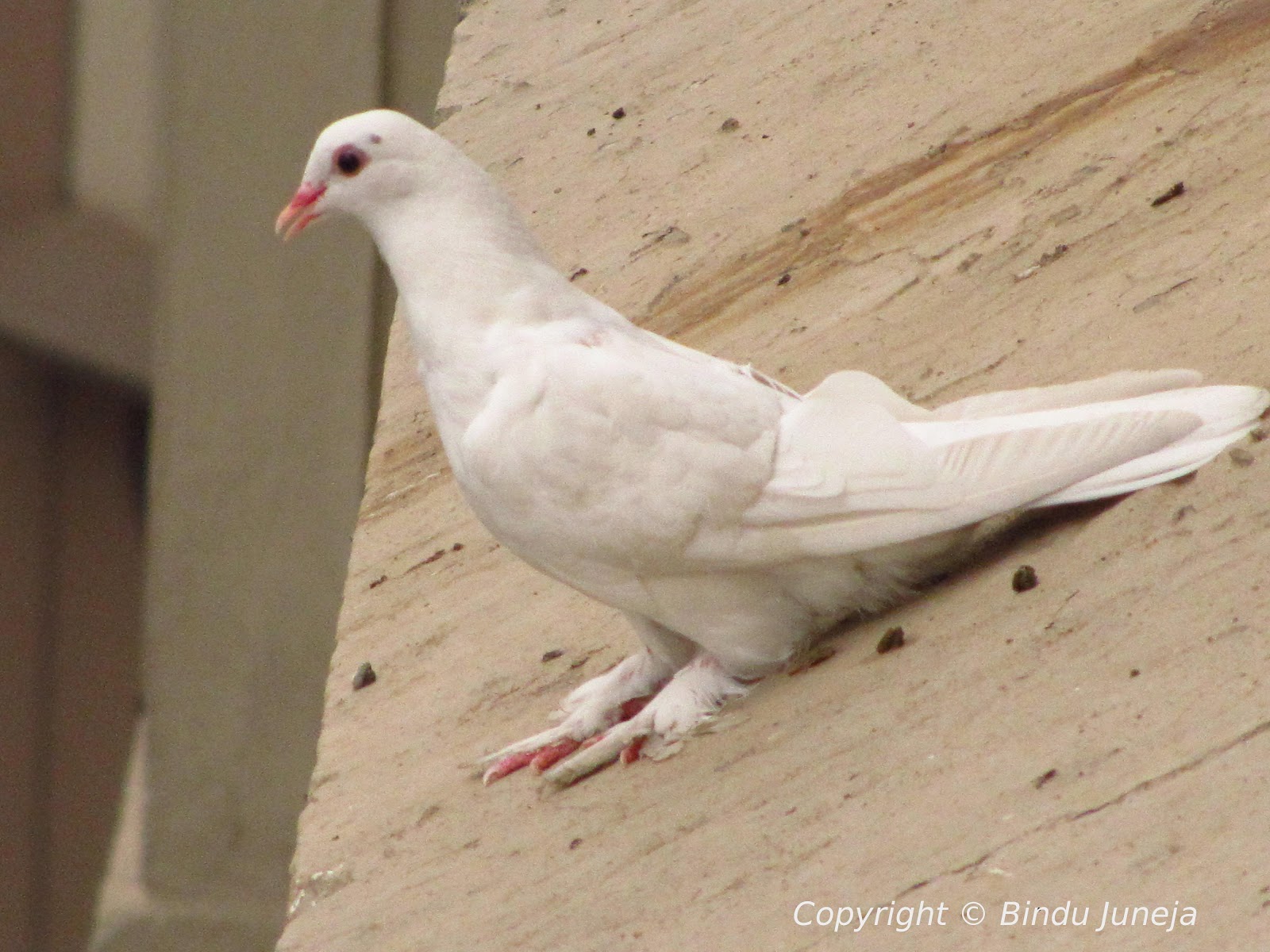 Different Colours of Life