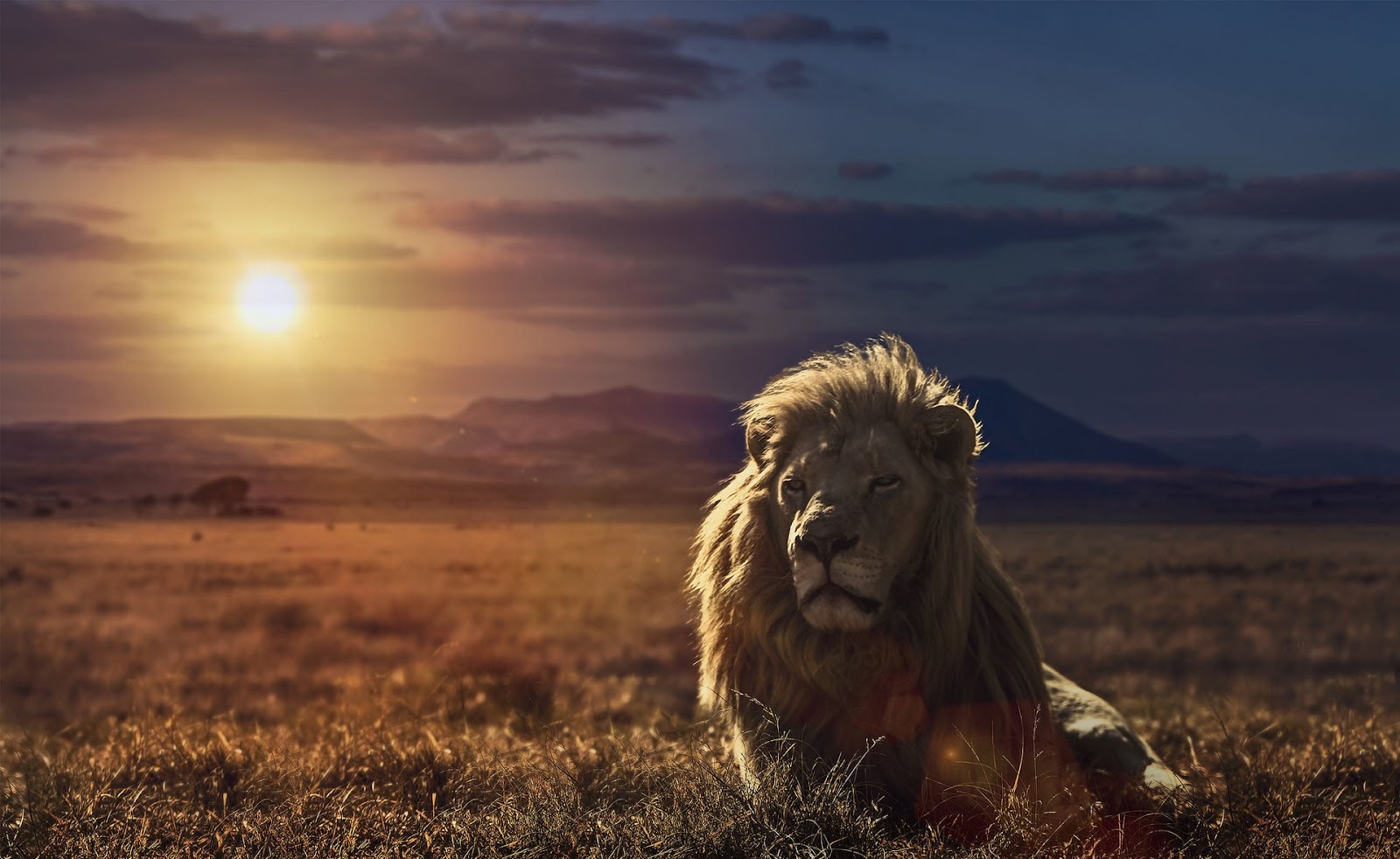 ΛΙΟΝΤΑΡΙΑ photos-wallpapers (ανανεωμένο) | the fun bank