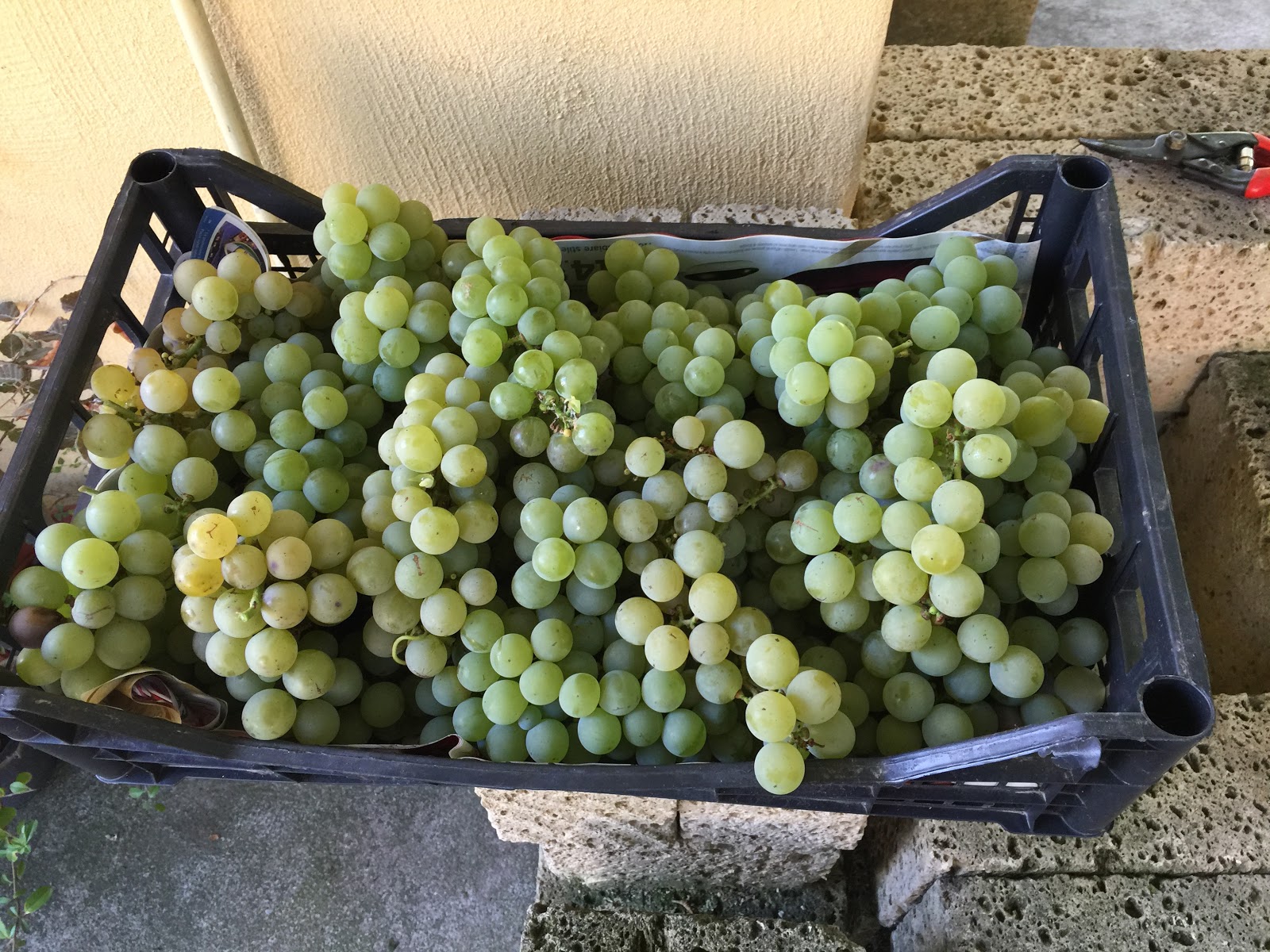 Signor Malto: Italian Grape Ale - Preparazione della cotta.