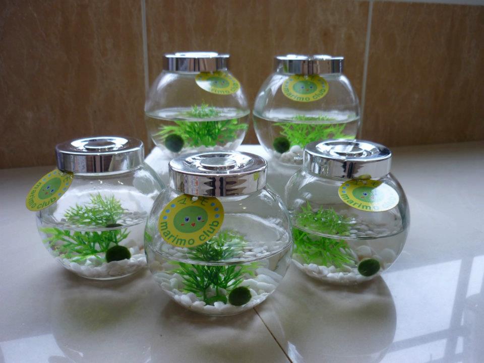 Marimo chan: MARIMO FESTIVAL IN JAPAN