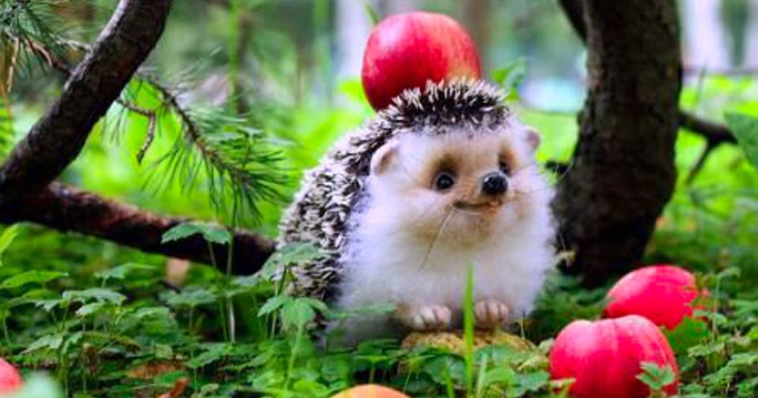 Mutlu Patilerr: Kirpiler Hakkında Bilmediğiniz İlginç Bilgiler