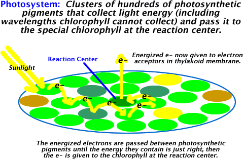 The BioLogs: CAPE 2 - Photosynthesis: Structure of the leaf ...