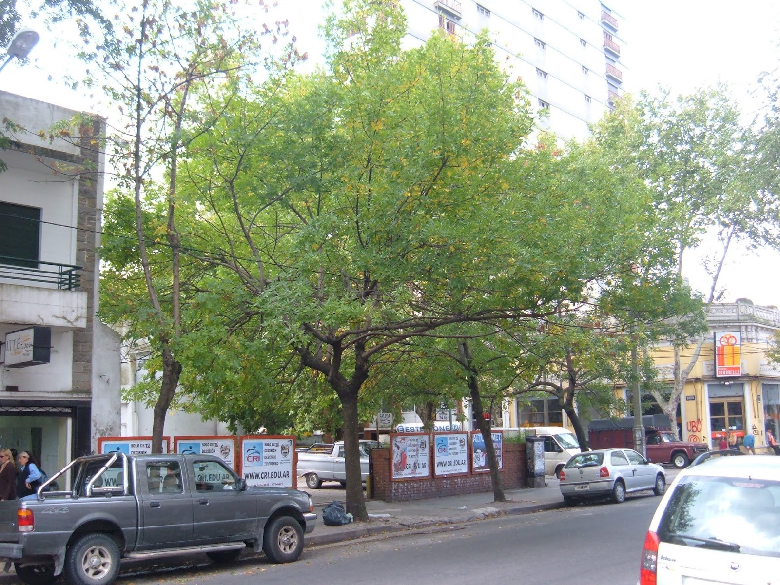 Fraxinus pennsylvanica «fresno americano» - Id Plantae