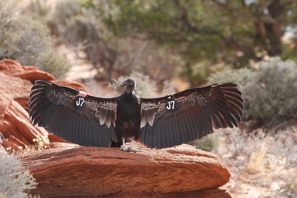 WildBird on the Fly: The first condor egg of the season appears!