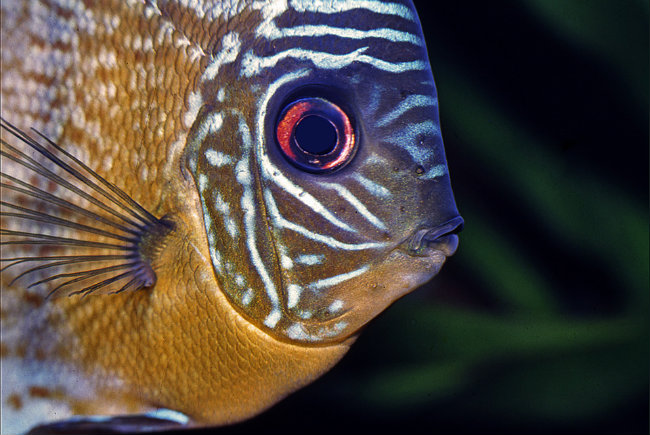 Peixe amazônico produz substância similar ao leite materno para ...