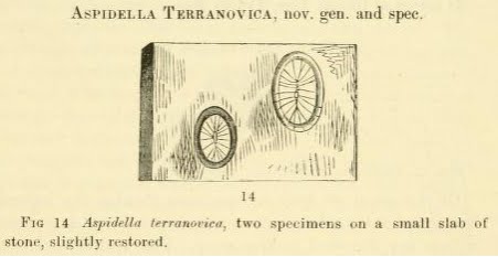 Fossils and Geology of Lanark County, Ontario: Photographs of GSC 221 ...