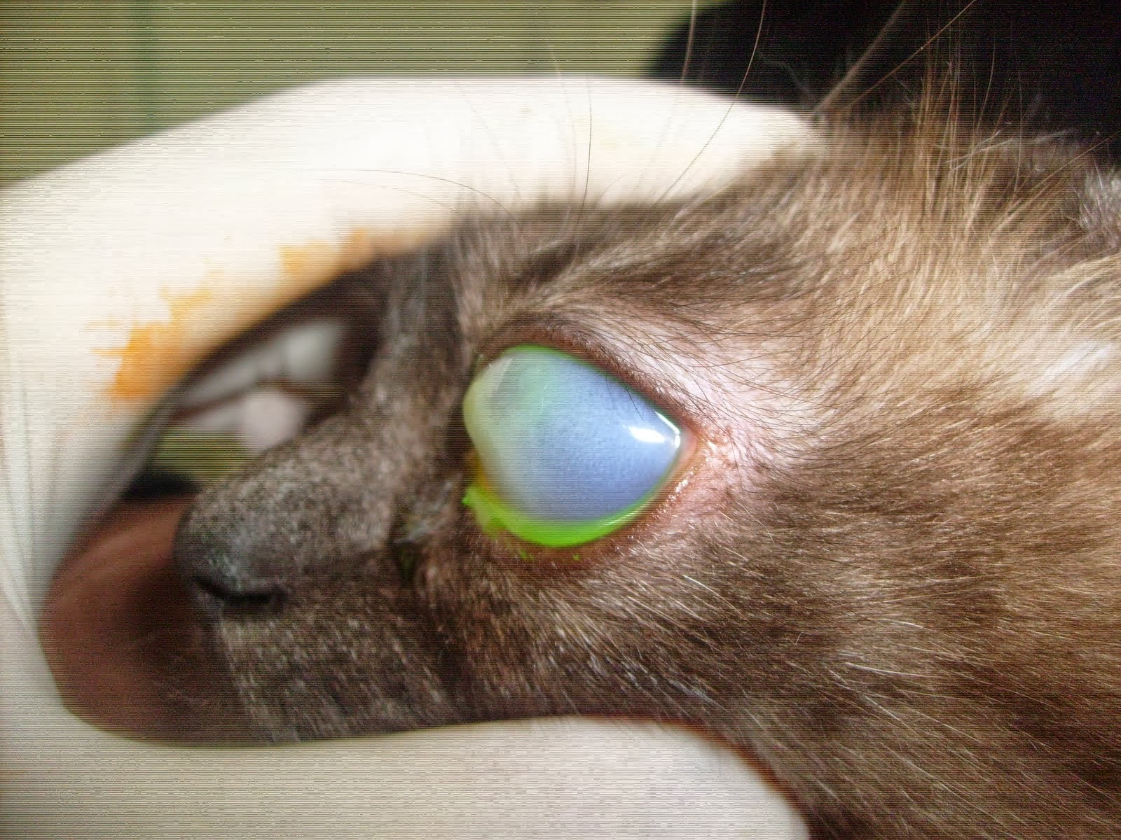 Maggie McGuire: BIOL 3500