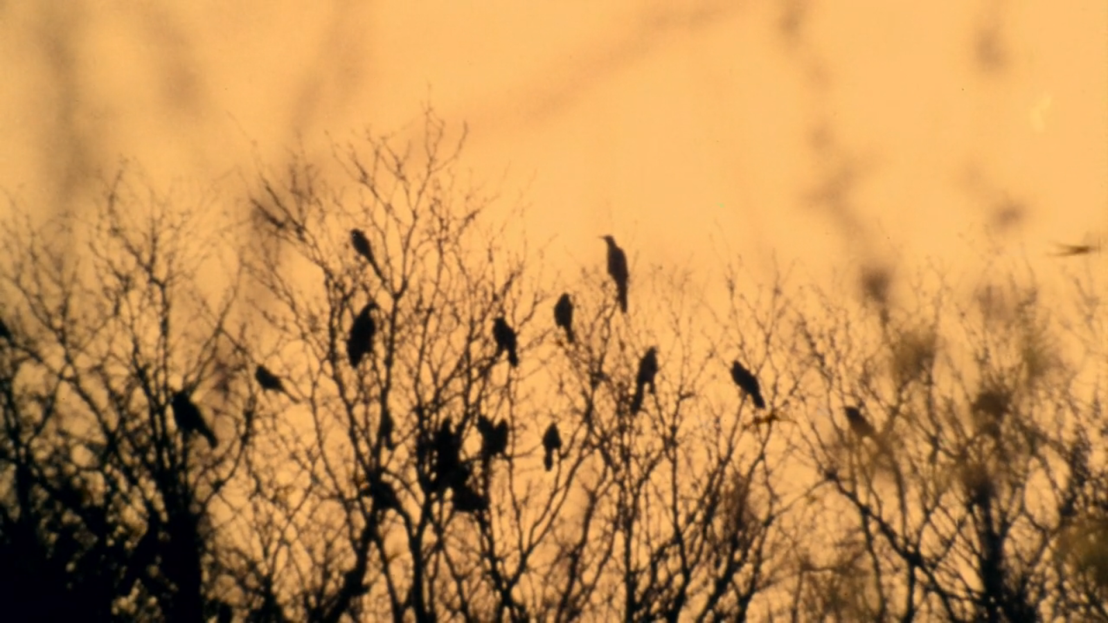 Tobe Hooper Appreciation Society: THAS: 'Eggshells' Is...