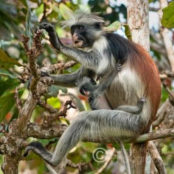 Abe's Animals: Red colobuses