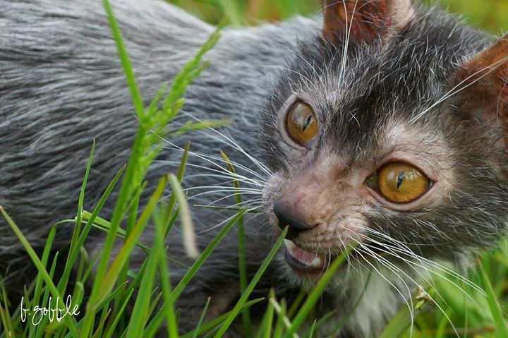 White Wolf : Cat Breeders Develop Breed Of Werewolf Looking Cats (Video)