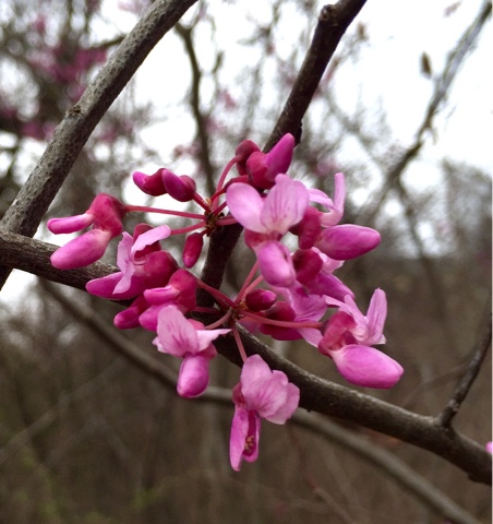 The Foraged Foodie: How to identify and forage redbud: early spring ...