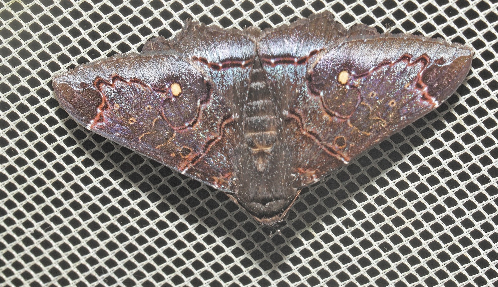 BunyipCo: April 2018