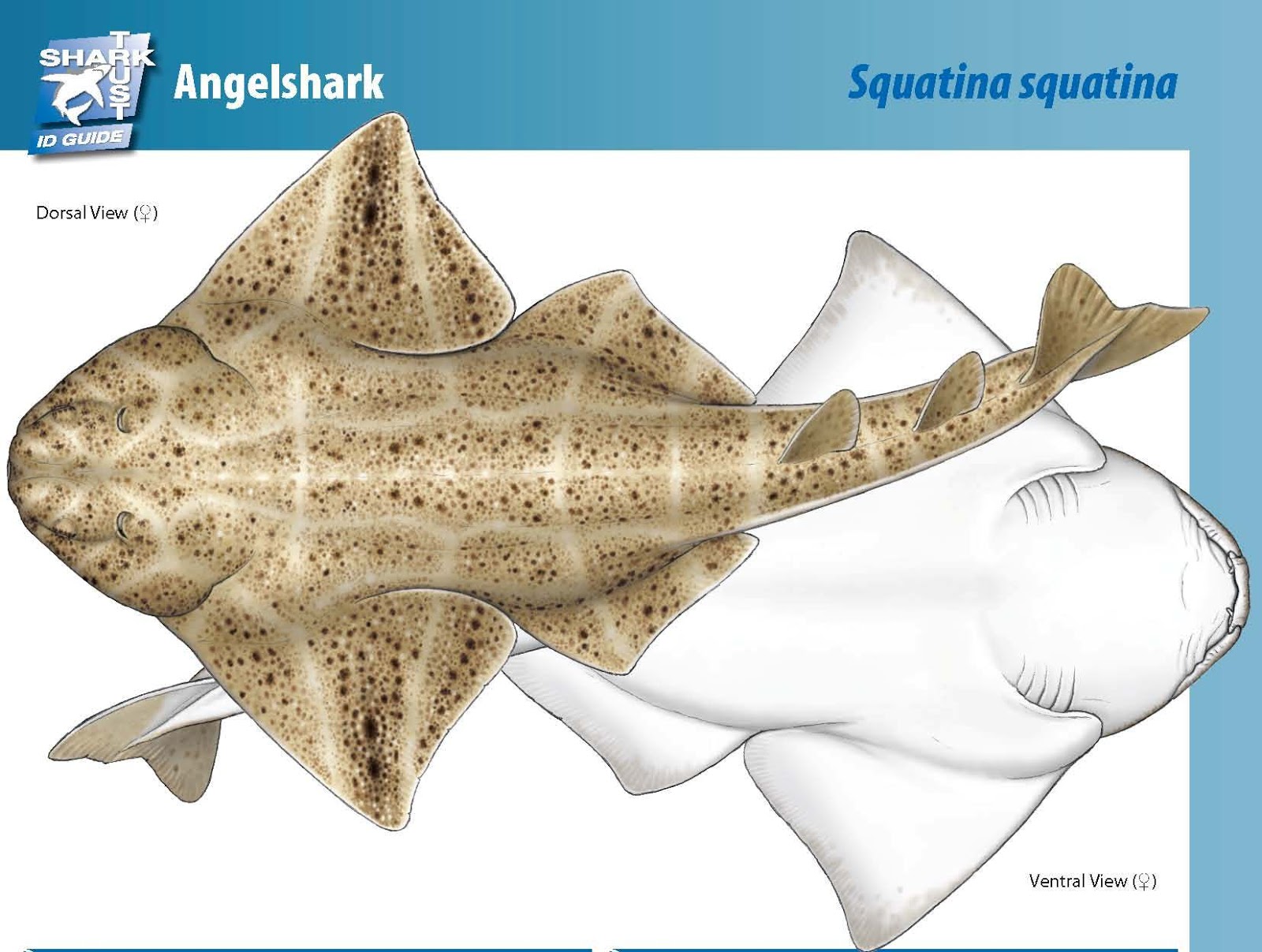 Protejamos las Maravillas del Mar: EL TIBURÓN ÁNGEL O ANGELOTE