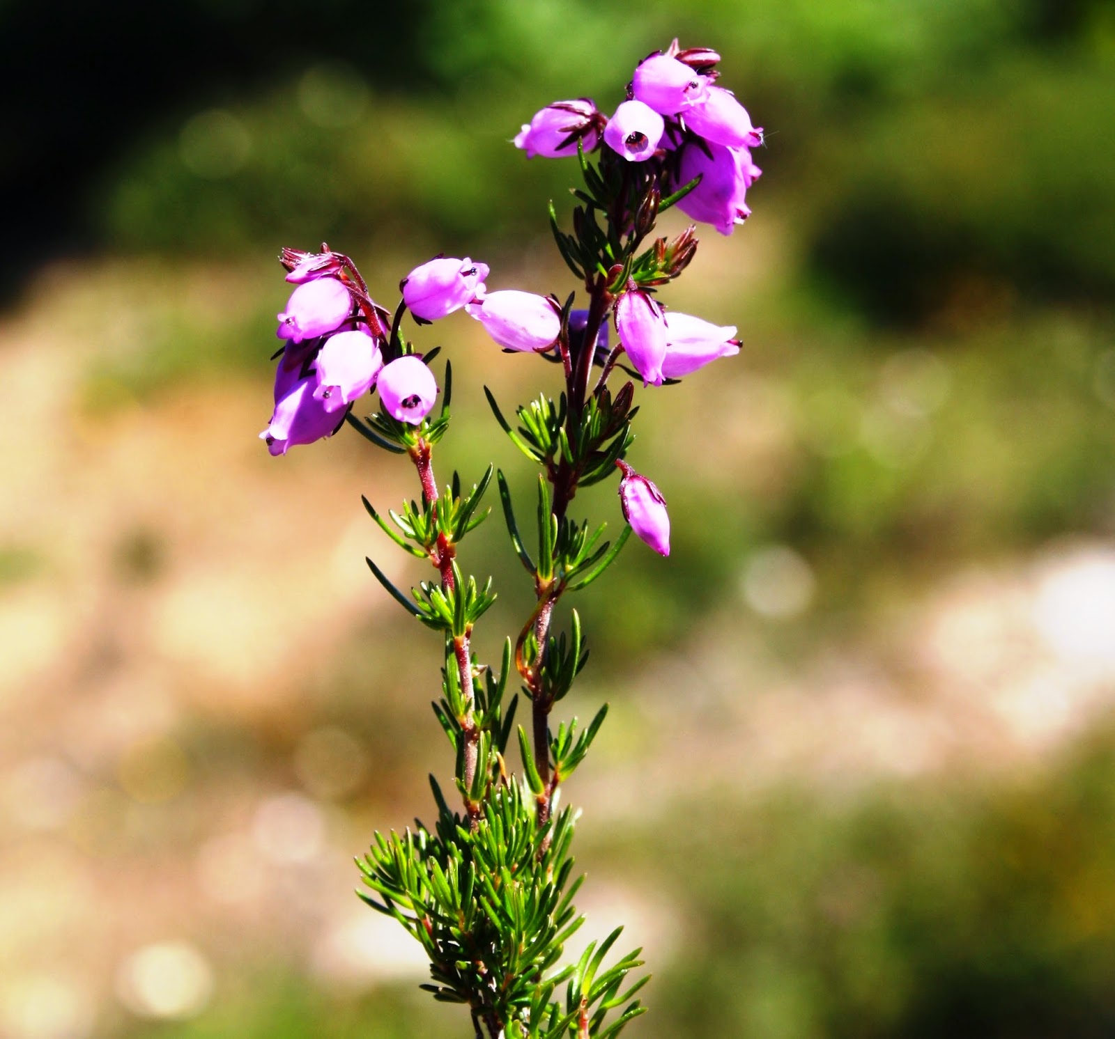 Plantas: Beleza e Diversidade: Negrela (Erica cinerea)