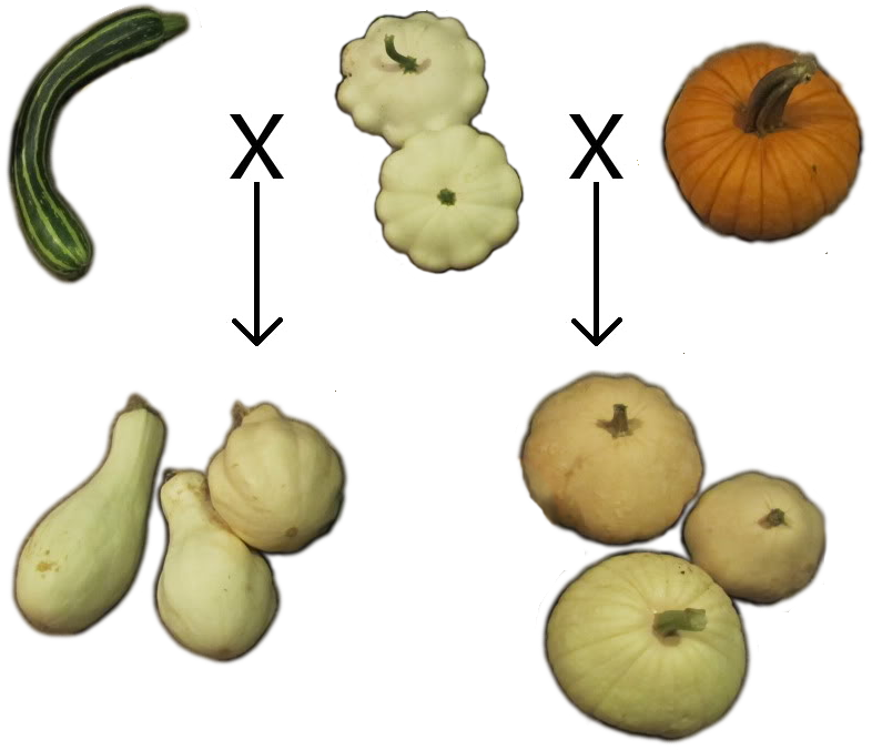 Would you be willing to grow some of my experimental squash seeds, then ...