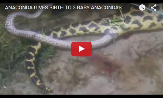 This anaconda unbelievably gave birth to live baby snakes! - worl wild ...