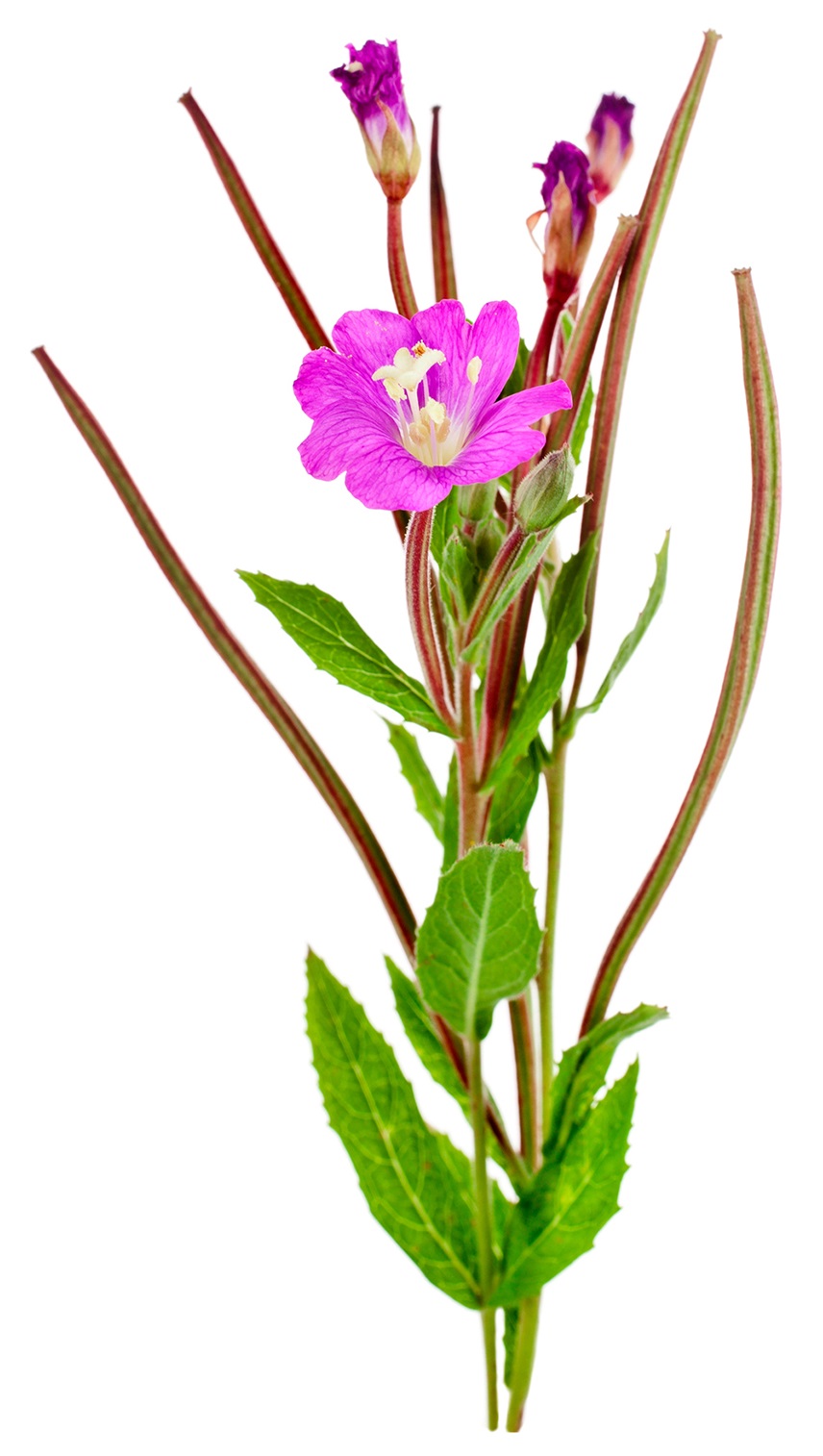 Divina Locura: PALMAROSA