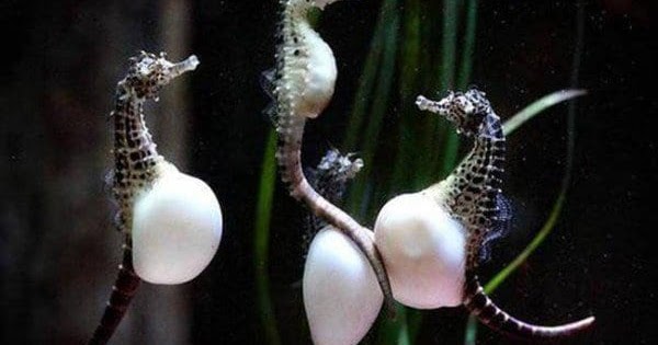 TOP 10 SHORTEST GESTATION PERIOD IN ANIMAL KINGDOM | Blogger Vision