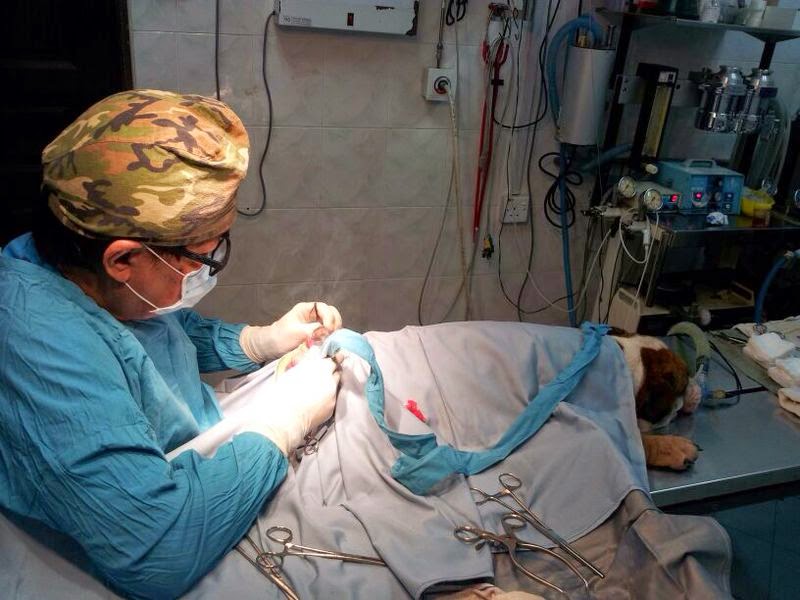 Noah's Ark Natural Animal Shelter (Singapore & Malaysia): Topaz’s ...